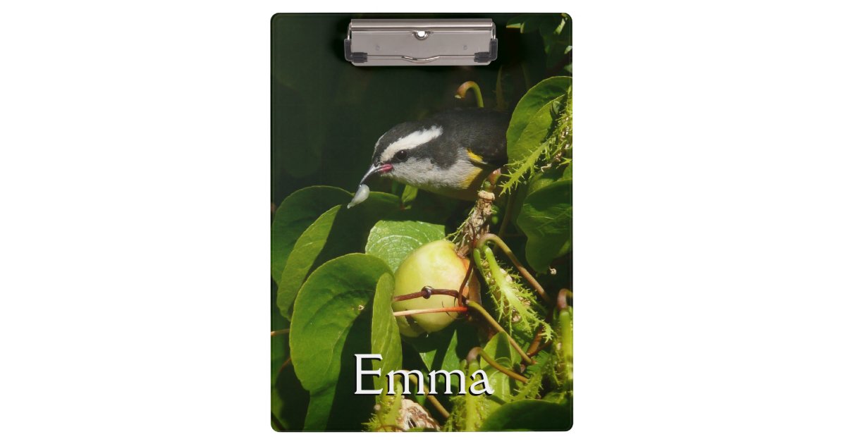 バナナイ食べト鳥の熱帯写真 クリップボード | Zazzle.co.jp