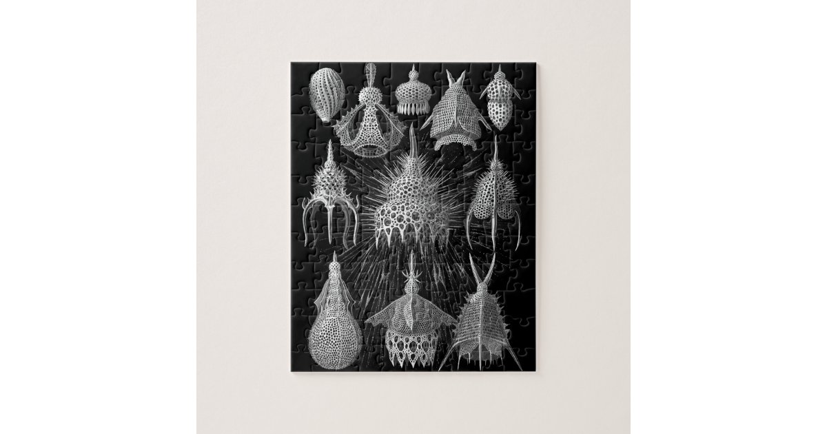 白黒のプランクトンの貝(Cyrtoidea) ジグソーパズル | Zazzle.co.jp