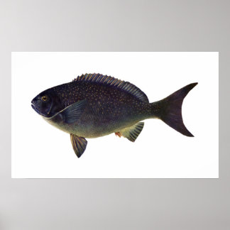 魚アート | Zazzle.co.jp