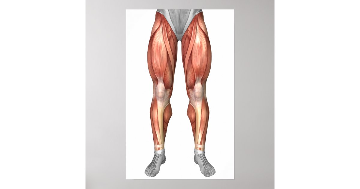 Diagram Illustrating Muscle Groups On Leg Front ポスター | Zazzle.co.jp